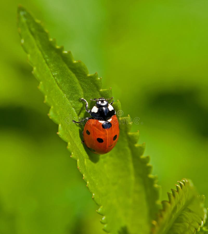 Coccinella a sette punti immagine stock. Immagine di selvaggio - 31109957