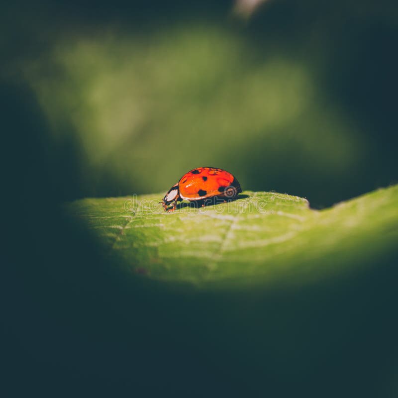 Ladybug on a leaf stock photo. Image of colorful, beetle - 2844040