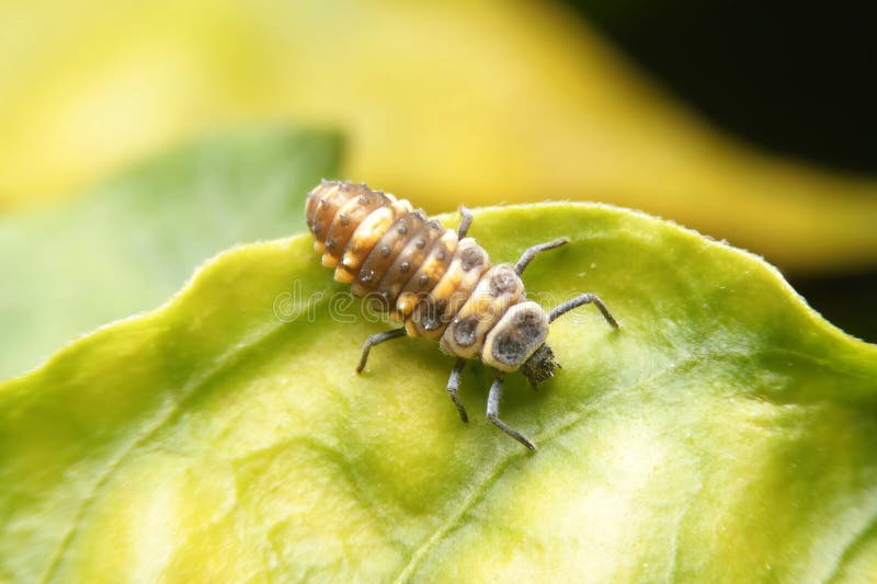 Coccinellidae Larvae, Lady Beetle, Ladybird Beetle, Ladybug Larvae ...