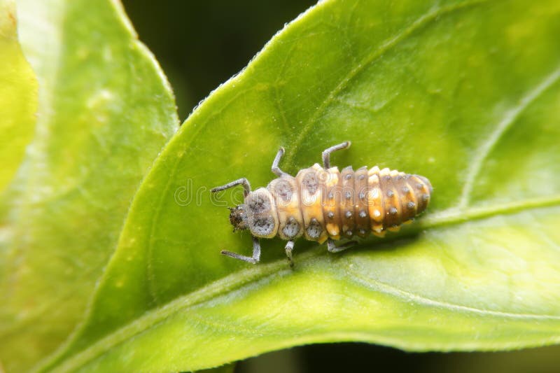 Coccinellidae Larvae, Lady Beetle, Ladybird Beetle, Ladybug Larvae ...