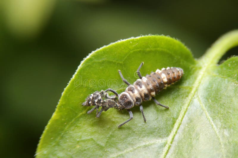 Coccinellidae Larvae and Molt, Lady Beetle, Ladybird Beetle, Ladybug ...