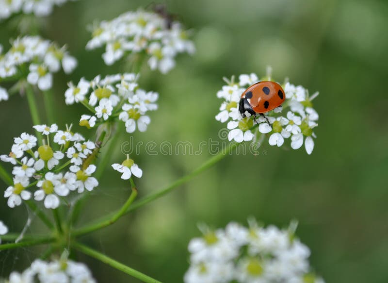 Ladybug on daisy flower stock image. Image of flower, environment - 8613671