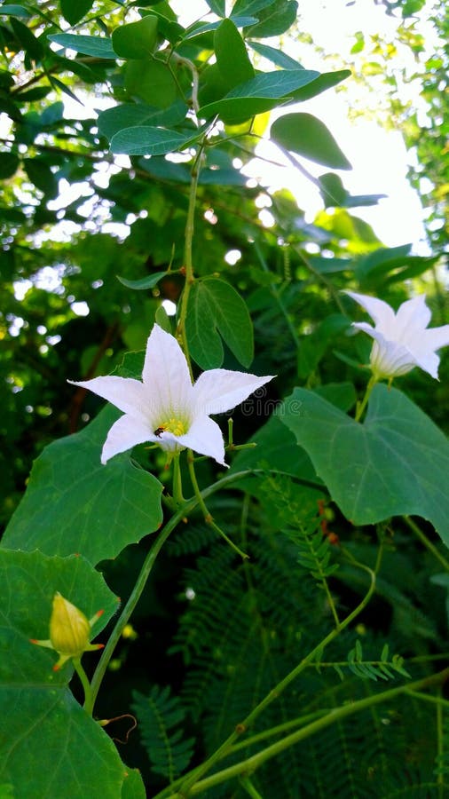 Coccinia flower stock photo. Image of floral, flowers - 77396222