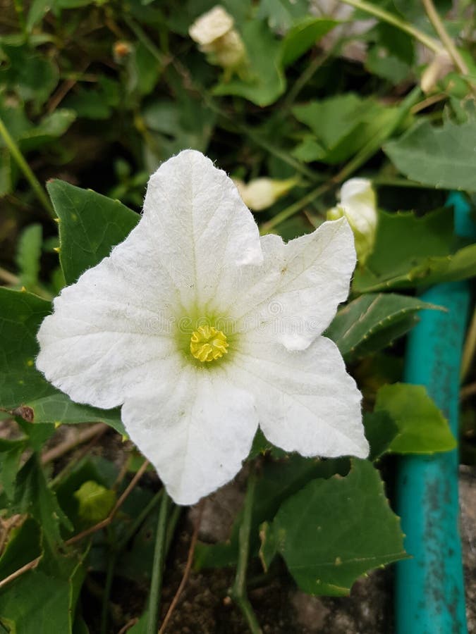 Coccinia Grandis Blooms and Thrives Stock Image - Image of coccinia ...