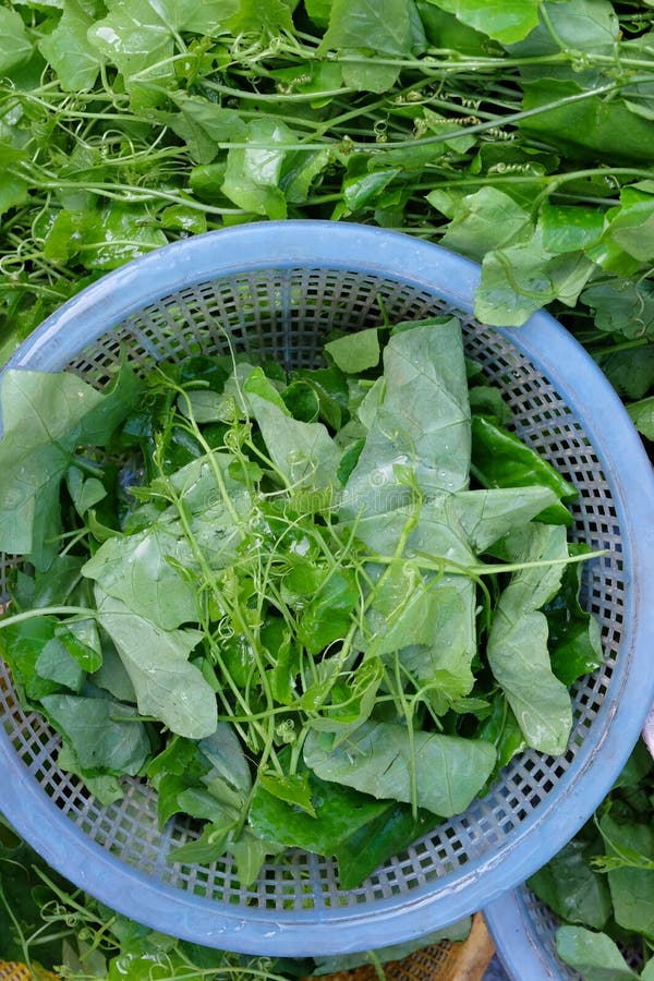 Coccinia Grandis, Cucurbitaceae, Fresh Vegetables, Top View Stock Photo ...