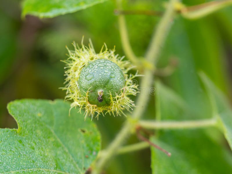Coccinia Grandis Flowers Gold Fruit Stock Image - Image of creeper ...