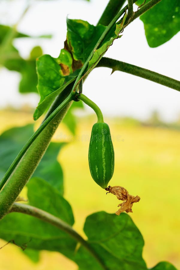 Coccinia grandis stock photo. Image of fruit, family - 88972708