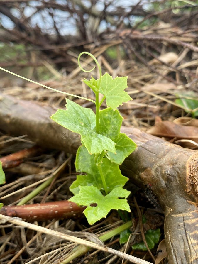 Coccinia Grandis on the Ground Stock Photo - Image of fresh, herb ...