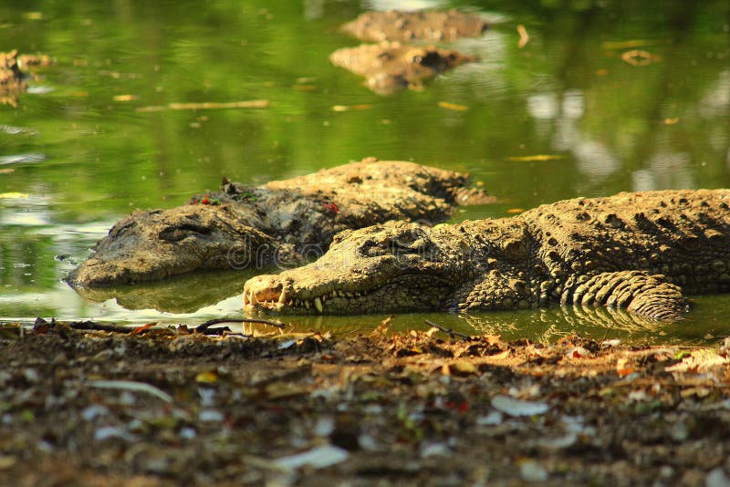 Due Coccodrilli Che Aspettano Alimento in Palude Immagine Stock ...