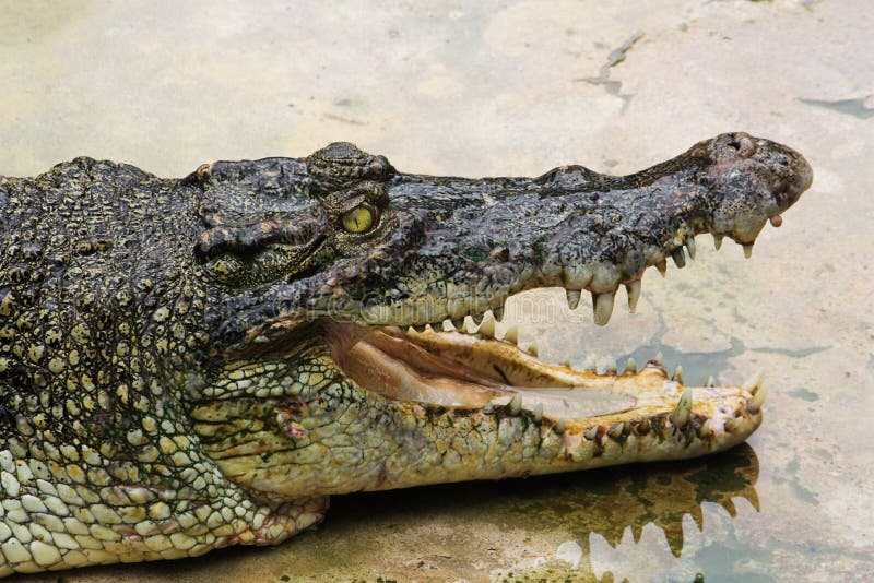 Coccodrillo immagine stock. Immagine di erba, pelle, bocca - 14921975