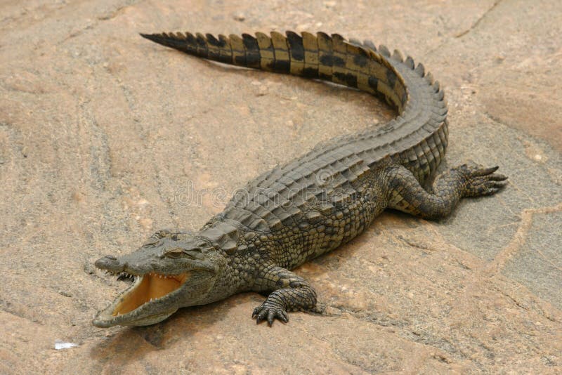 Coccodrillo immagine stock. Immagine di riscaldamento, meditare - 425855