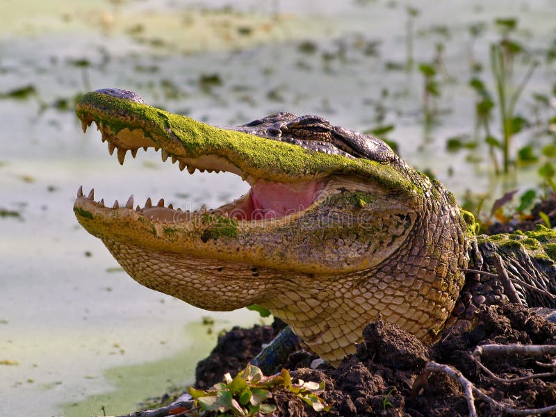 Coccodrillo americano immagine stock. Immagine di cuoio - 17407937
