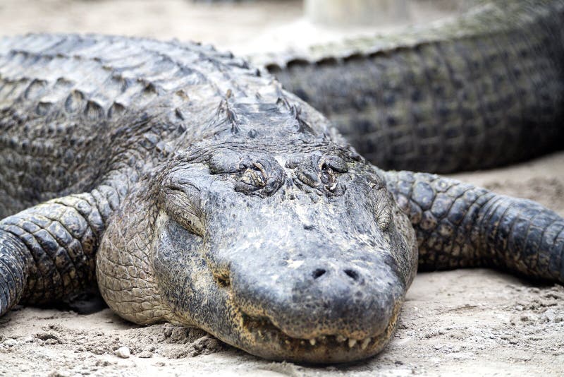 Coccodrillo Americano (mississippiensis Del Coccodrillo) Fotografia ...