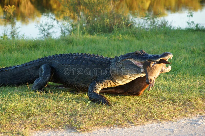 Coccodrillo Con L'animale Della Preda Fotografia Stock - Immagine di coccodrillo, rettile: 27243336
