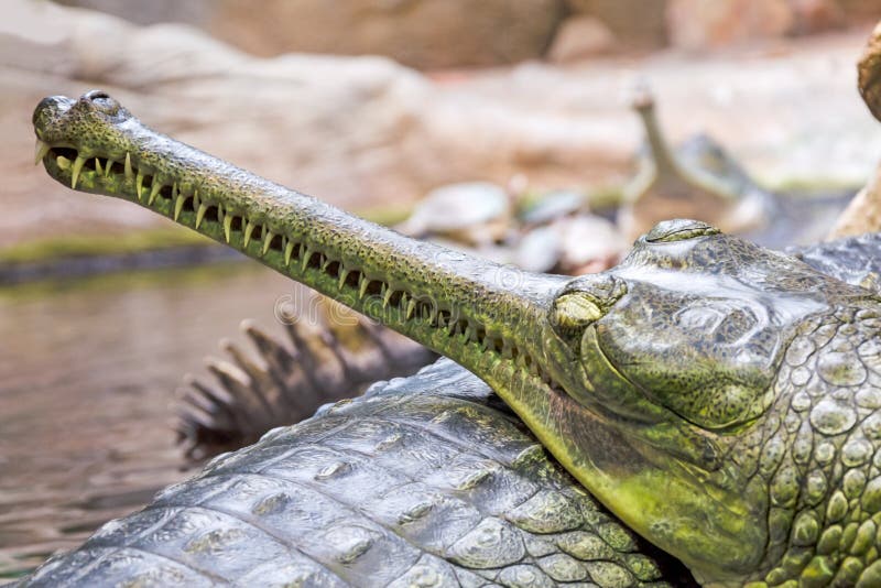 Gavialis Gangeticus Del Coccodrillo Di Gharial, Anche Conosciuto Come ...