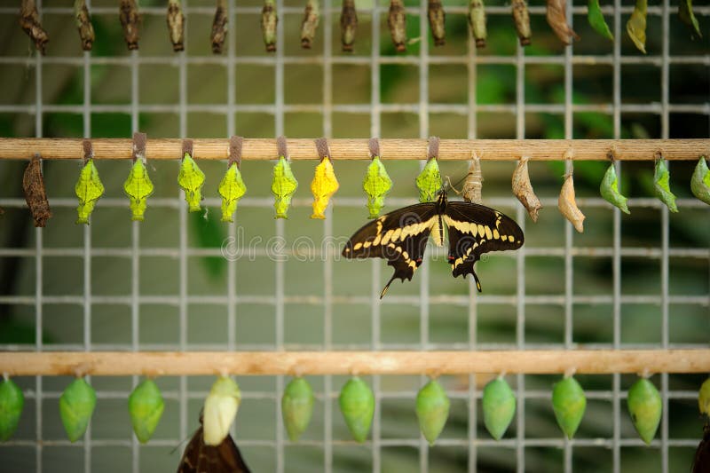 Coccons Di Buterfly Con La Farfalla Covata Fotografia Stock - Immagine ...