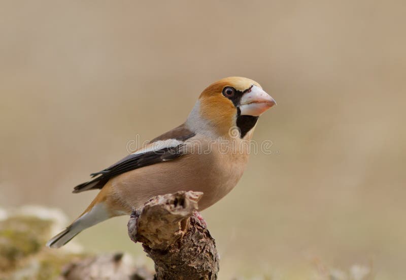 Coccothraustes Coccothraustes, Hawfinch, Sitting on a Tree Stump ...