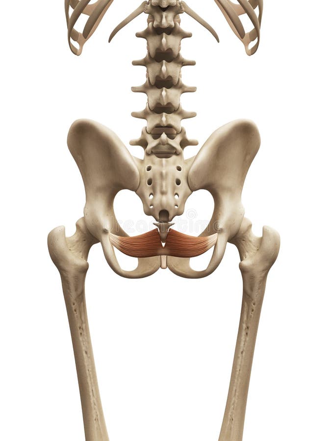 Human spine stock illustration. Illustration of hospital - 5971765