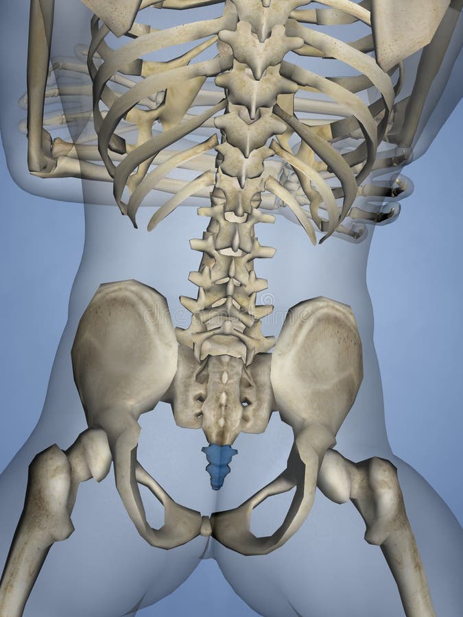 Coxis Ilustraciones Stock, Vectores, Y Clipart – (695 Ilustraciones Stock)