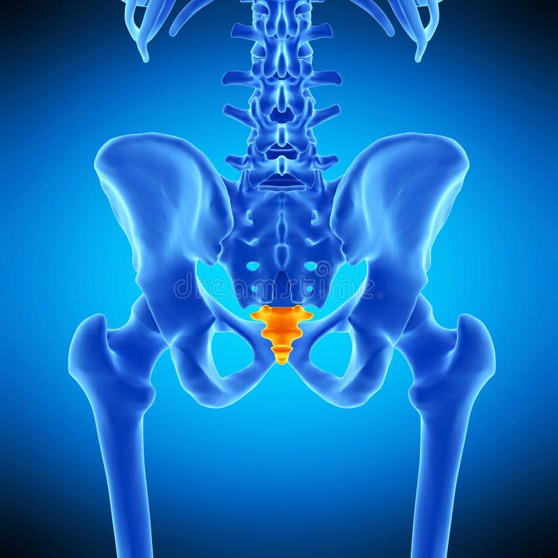 Female Hip / Sacrum / Pubis / Ischium / Ilium - Anatomy Bones Stock ...