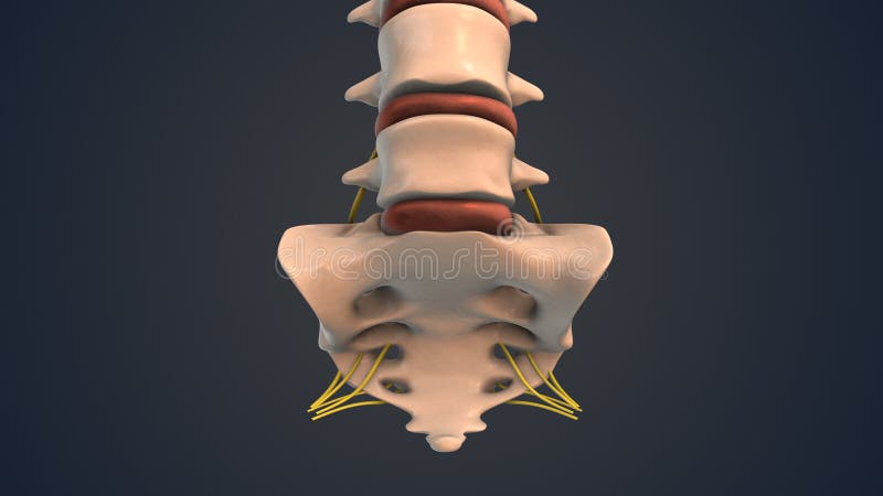 Number Vertebra Thoracic Spine Stock Photos - Free & Royalty-Free Stock ...