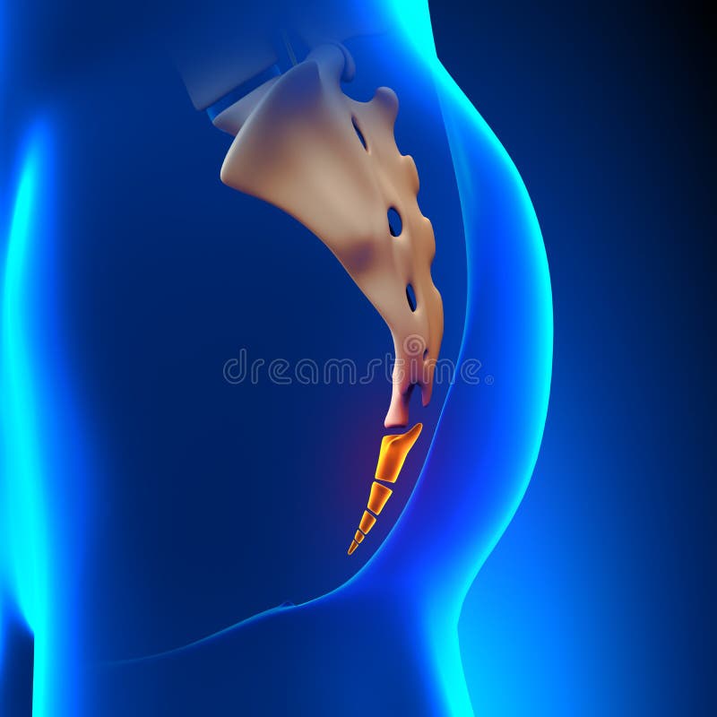 Bone Anatomy Labeled Diagram Stock Vector - Illustration of femur ...