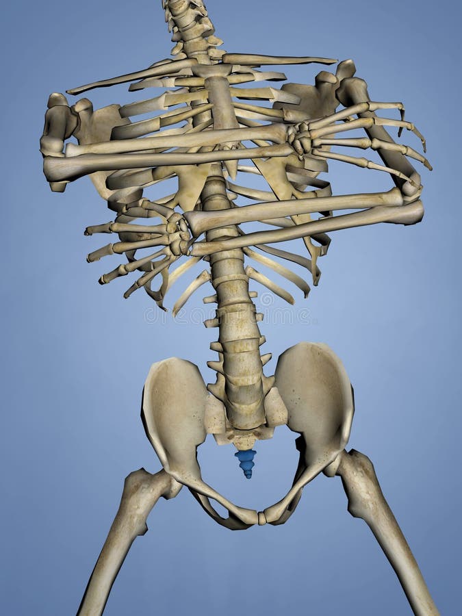 Os coccygis, 3D Model stock illustration. Illustration of medical ...