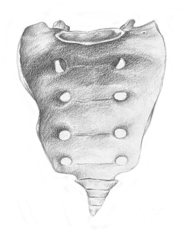 Coccyx Skeleton Stock Illustrations – 2,457 Coccyx Skeleton Stock ...