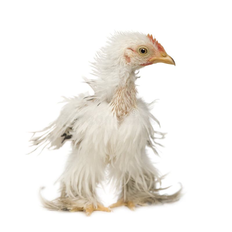 Gallo Emplumado Rizado Pekin, 1 Año Imagen de archivo - Imagen de lejos ...