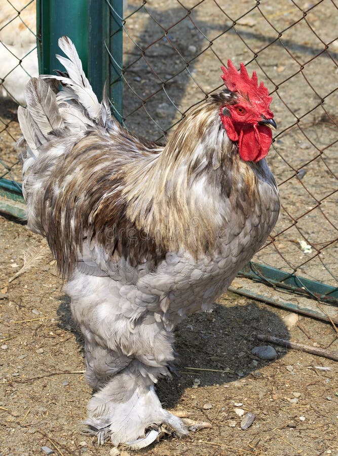 Cochin (Huhn) stockbild. Bild von vogel, tier, altai - 37176669