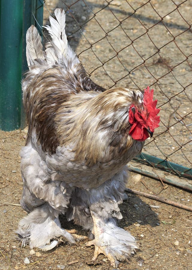 Cochin (Huhn). stockfoto. Bild von vogel, tier, reinrassig - 36683624