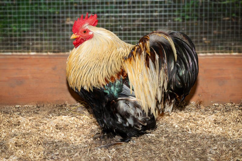 Cochin Rooster Standing in Enclosure Stock Photo - Image of agriculture ...