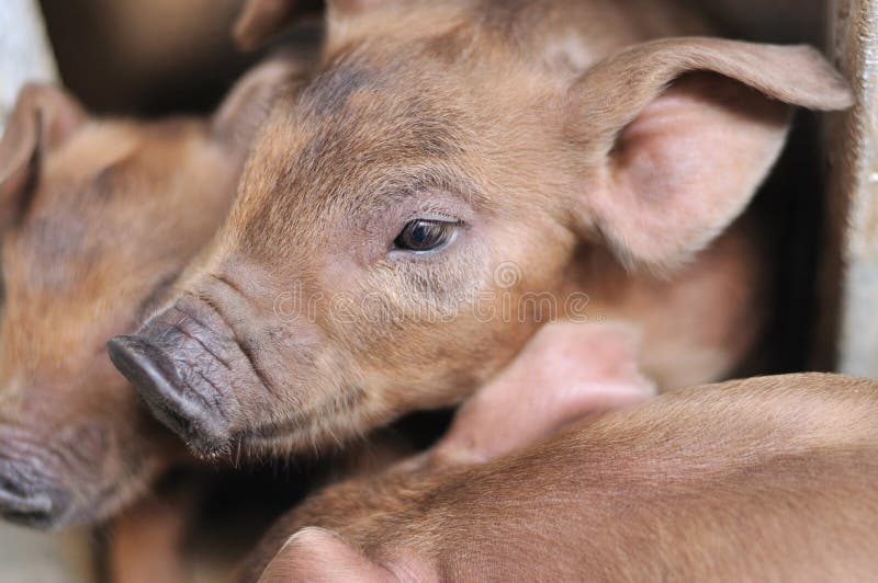 Lechones Curiosos Recién Nacidos En Un Establo Foto de archivo - Imagen ...