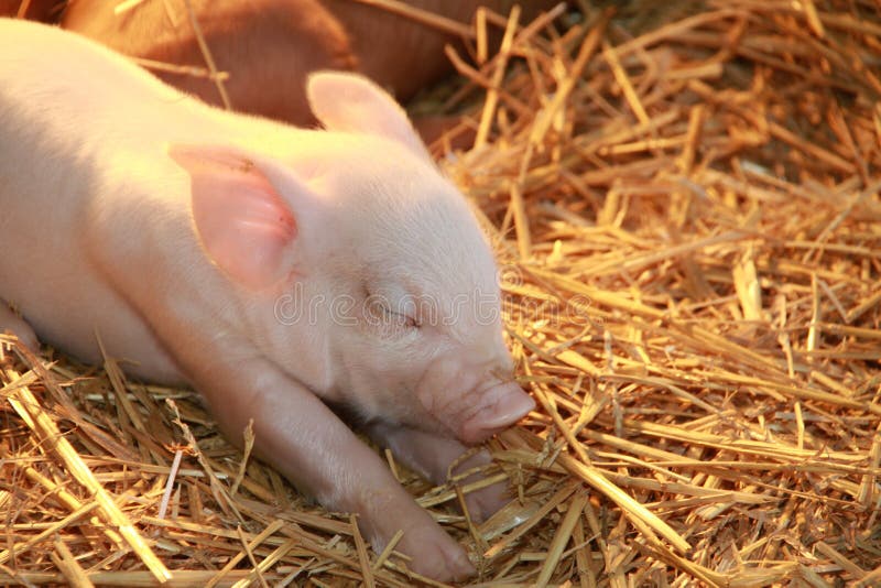 Cerdo recién nacido imagen de archivo. Imagen de lindo - 35847805