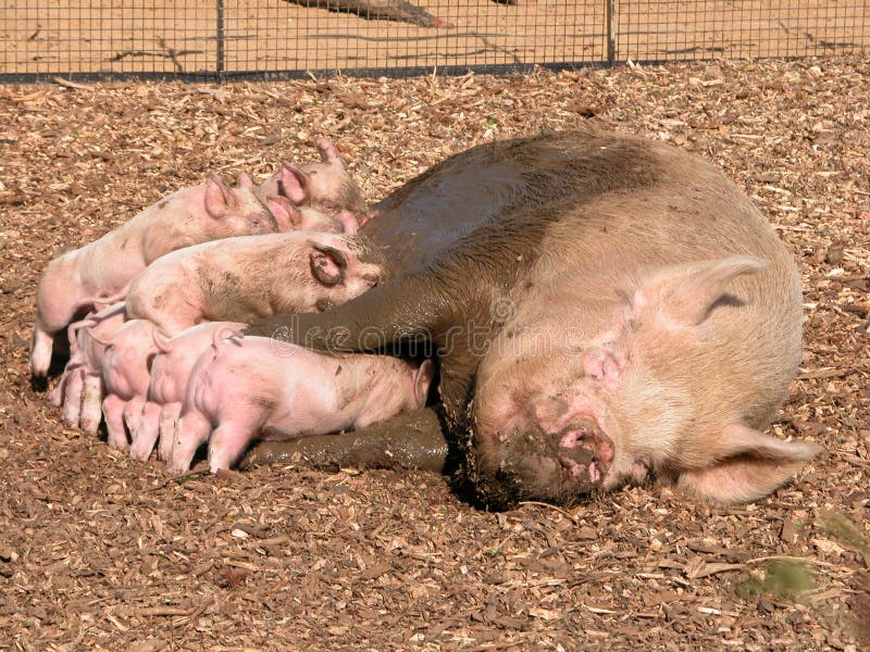 Cochinillos imagen de archivo. Imagen de ciclo, vida, cochinillos - 1516391