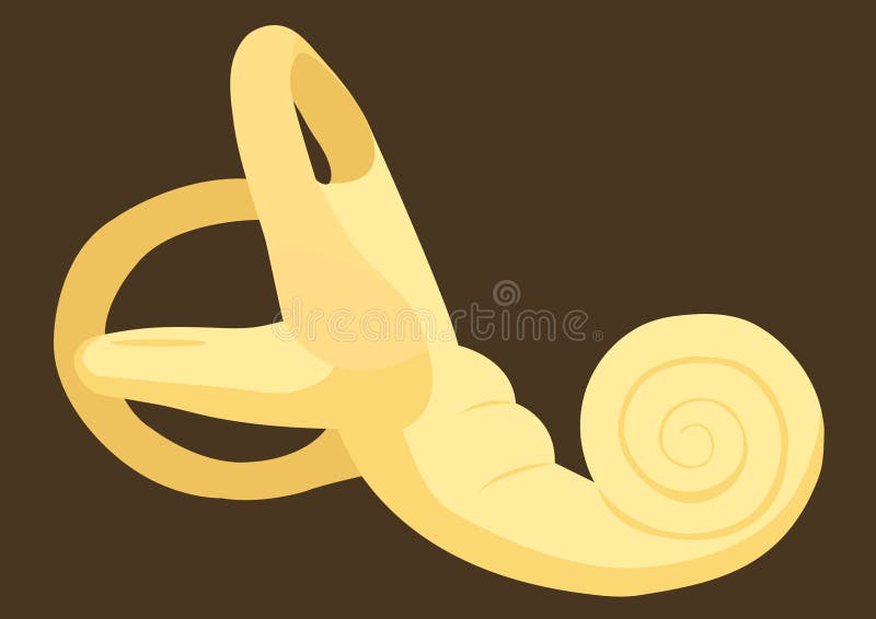 Cochlea Ear Ossicle Stock Illustrations – 17 Cochlea Ear Ossicle Stock ...