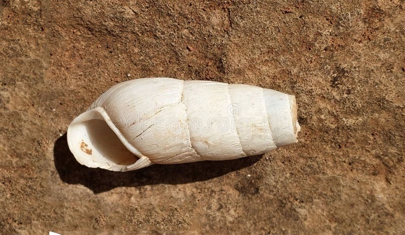 Cochlear snail stock image. Image of long, weather, conditions - 162682893