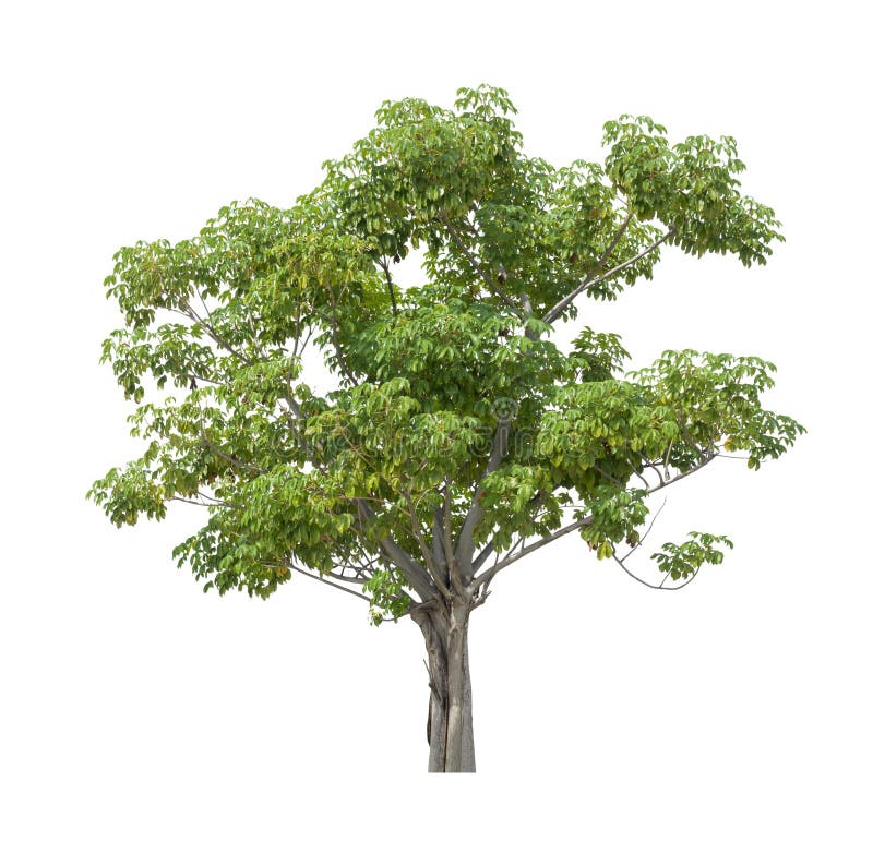 Cochlospermum Regium or Yellow Silk Cotton Tree Isolated on White ...