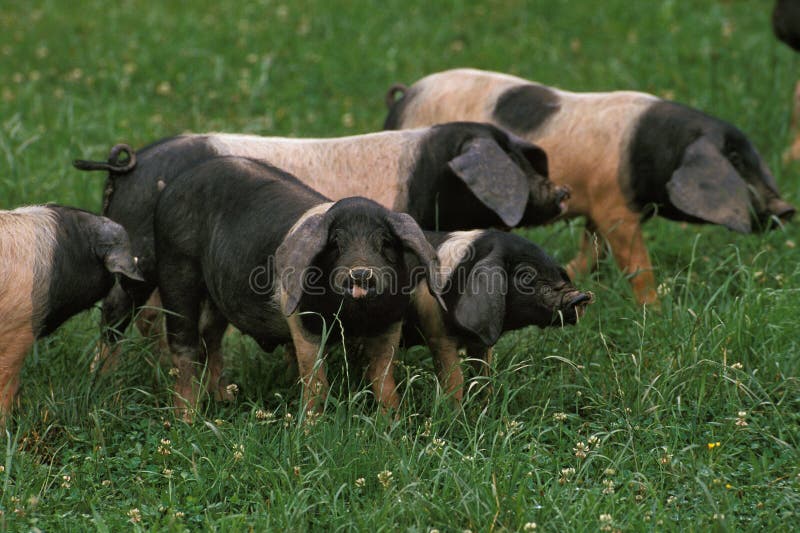 Cochon basque stock image. Image of domestic, rearing - 170740971