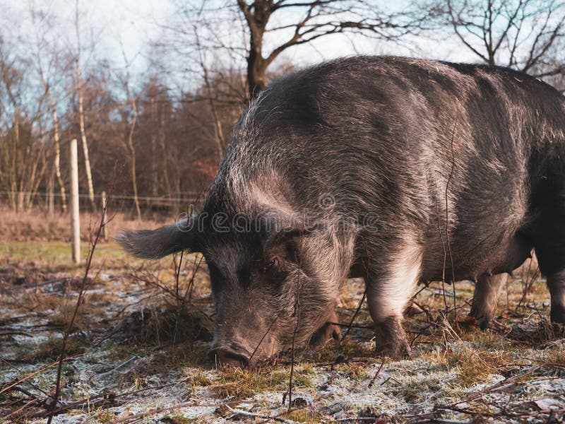 Cochon Mignon Avec Taches Sur La Ferme Image stock - Image du animal ...