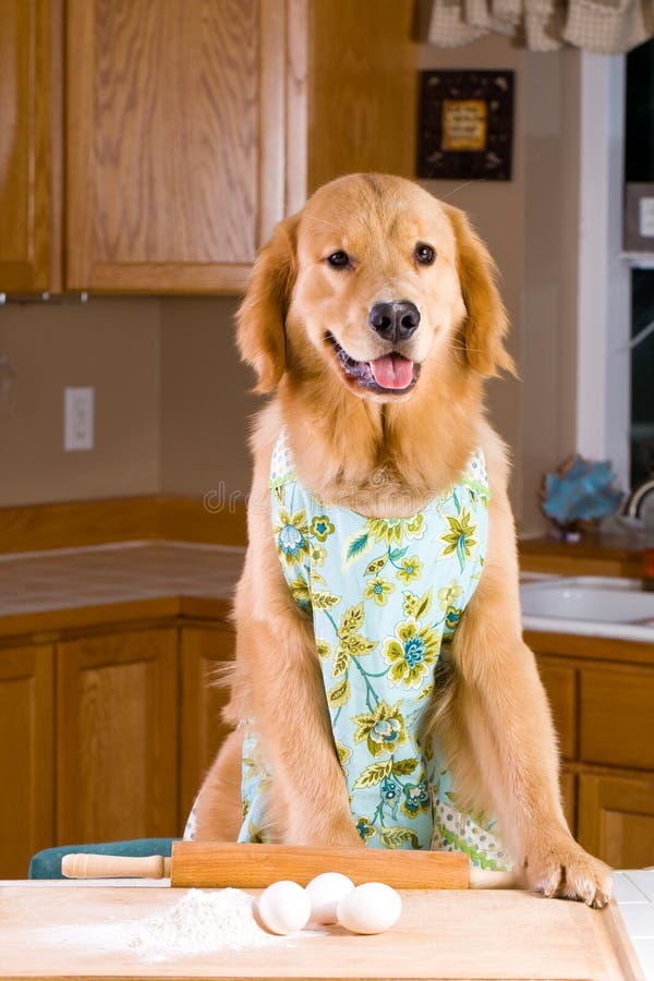 Cocinar el perro imagen de archivo. Imagen de housewife - 23908729