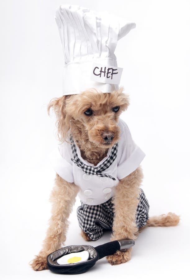 Perro En Una Gorra De Chefs Y Delantal En Una Mesa Cocinando Comida En ...