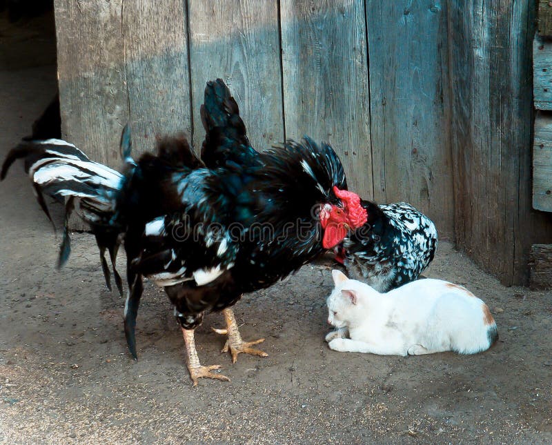 Against cats stock image. Image of anger, stillness, rage - 43990145