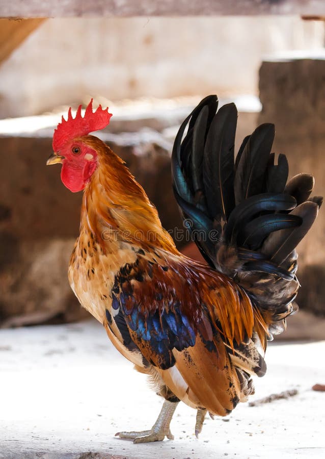 Bantam Little Beautiful Poultry Stock Photo - Image of bantam, little ...