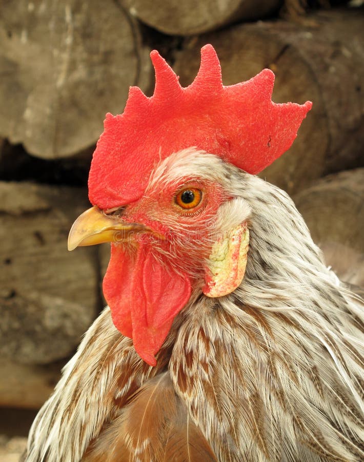 Chanticleer rooster stock image. Image of bill, brown - 10450017