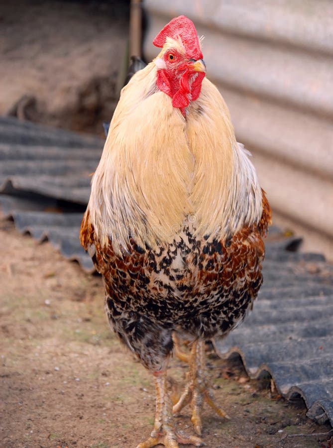 A at the court stock image. Image of gaze, rooster, breed - 20595495