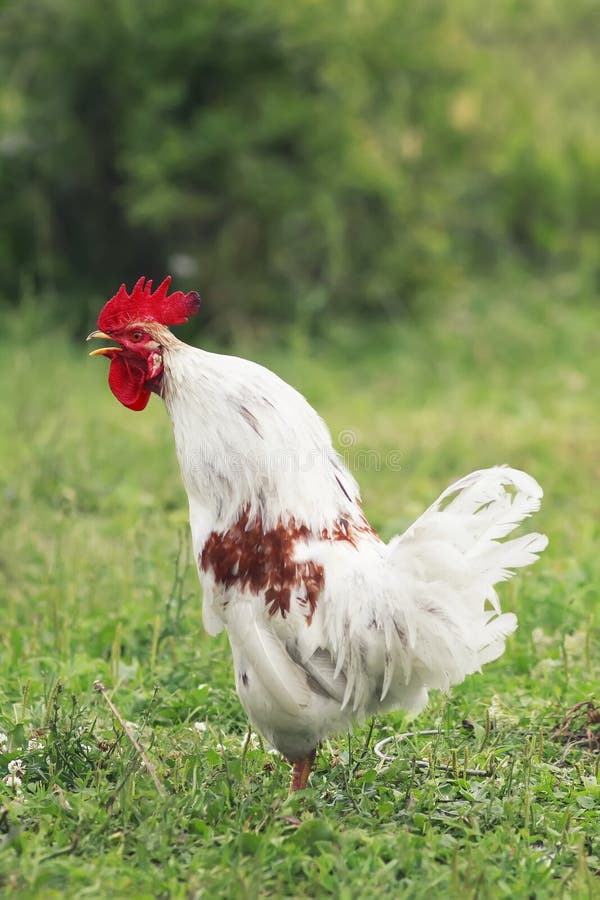 Crows in the morning stock photo. Image of stairs, forest - 85525738