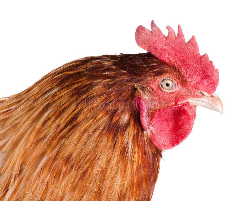 Close-up Side View Of A Red Chicken Head Stock Image - Image of fowl ...