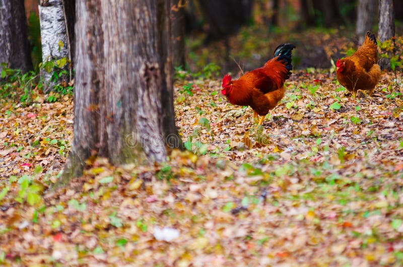 And hen stock photo. Image of leaf, golden, tree, yellow - 27056432
