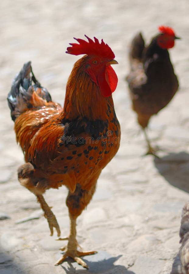 And hen stock photo. Image of feather, animal, village - 4569314